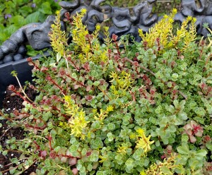 Get an Instant Green Thumb with Costa Farms Drop and Grow Sedum Tiles ...
