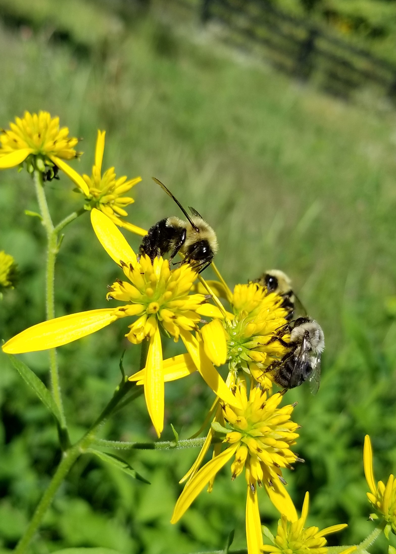 What Are Bee-Friendly Plants? | Plant a Bee Garden! Rural Mom