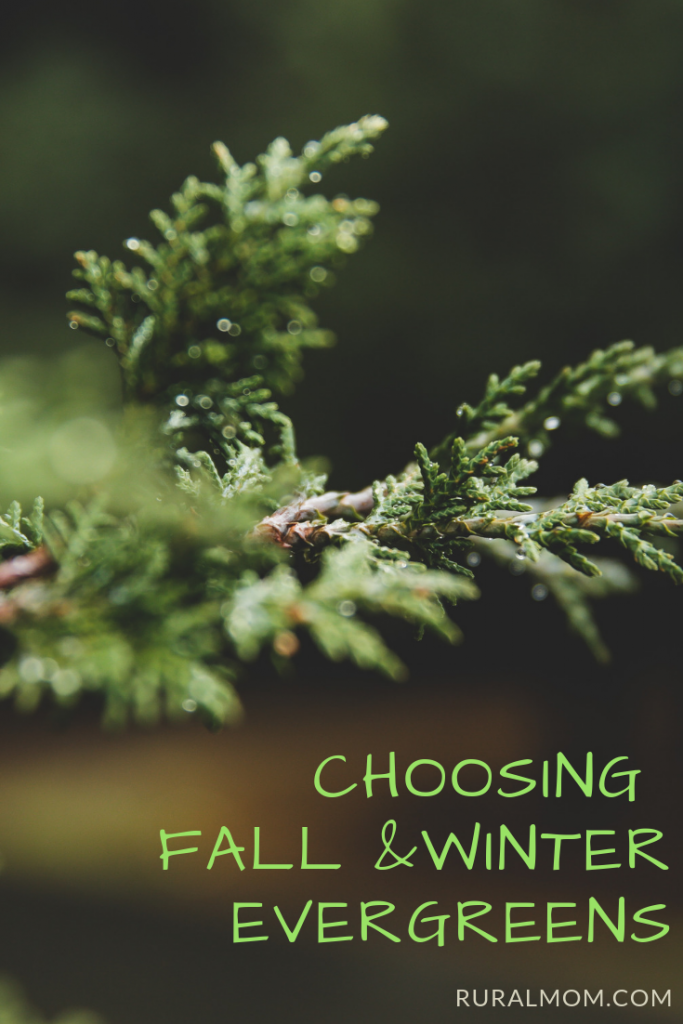 Choosing Fall and Winter Evergreen Shrubs and Trees Rural Mom