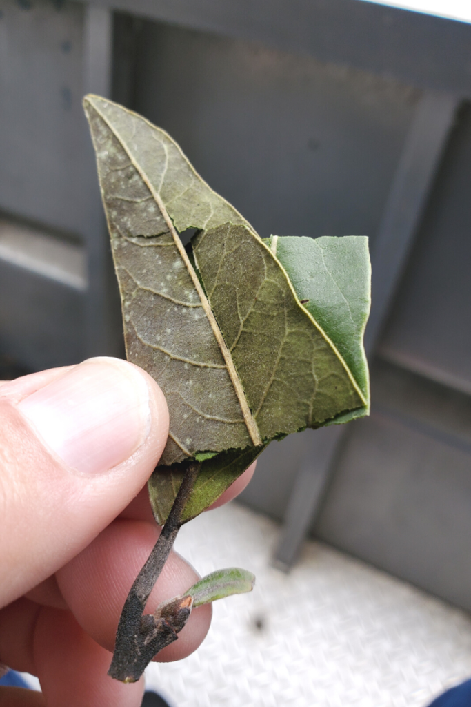 Steep This! Health Benefits of Bay Leaf Rural Mom
