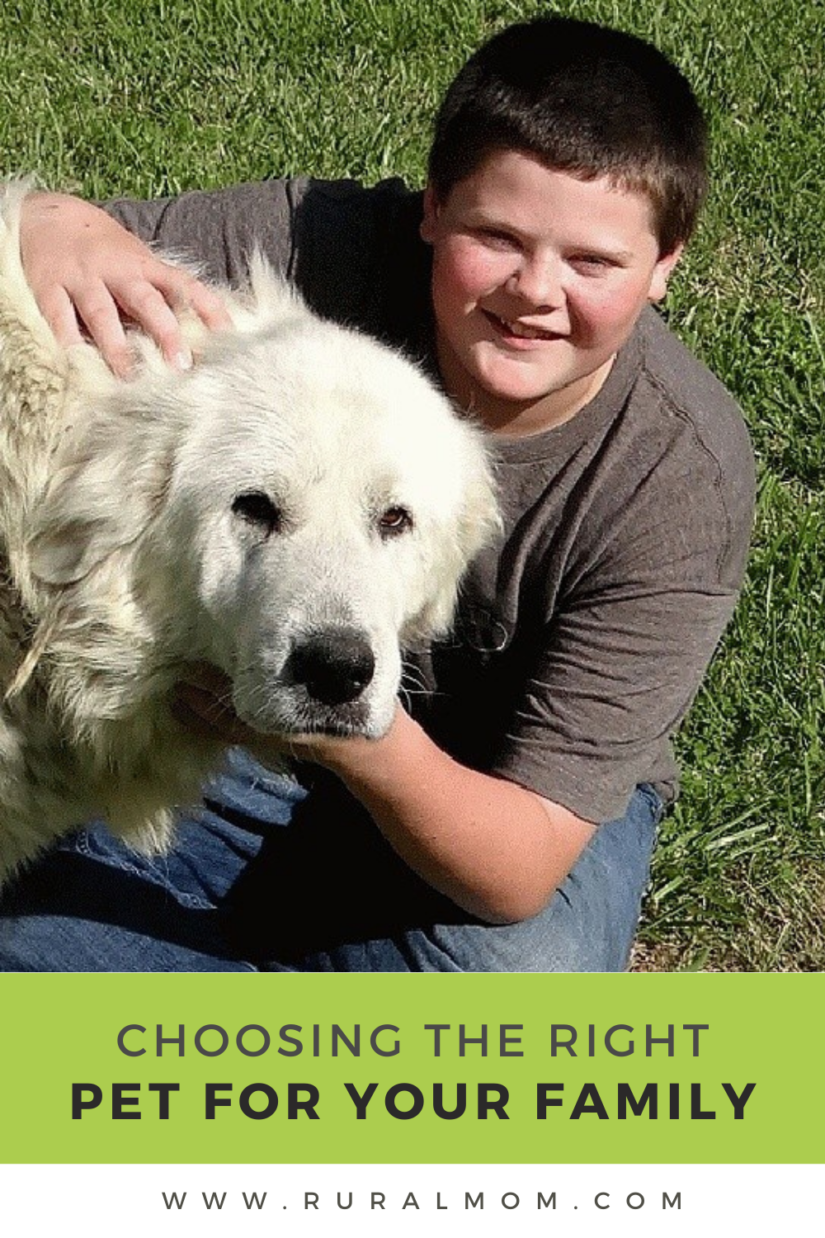 Choosing The Right Pet For Your Family Rural Mom