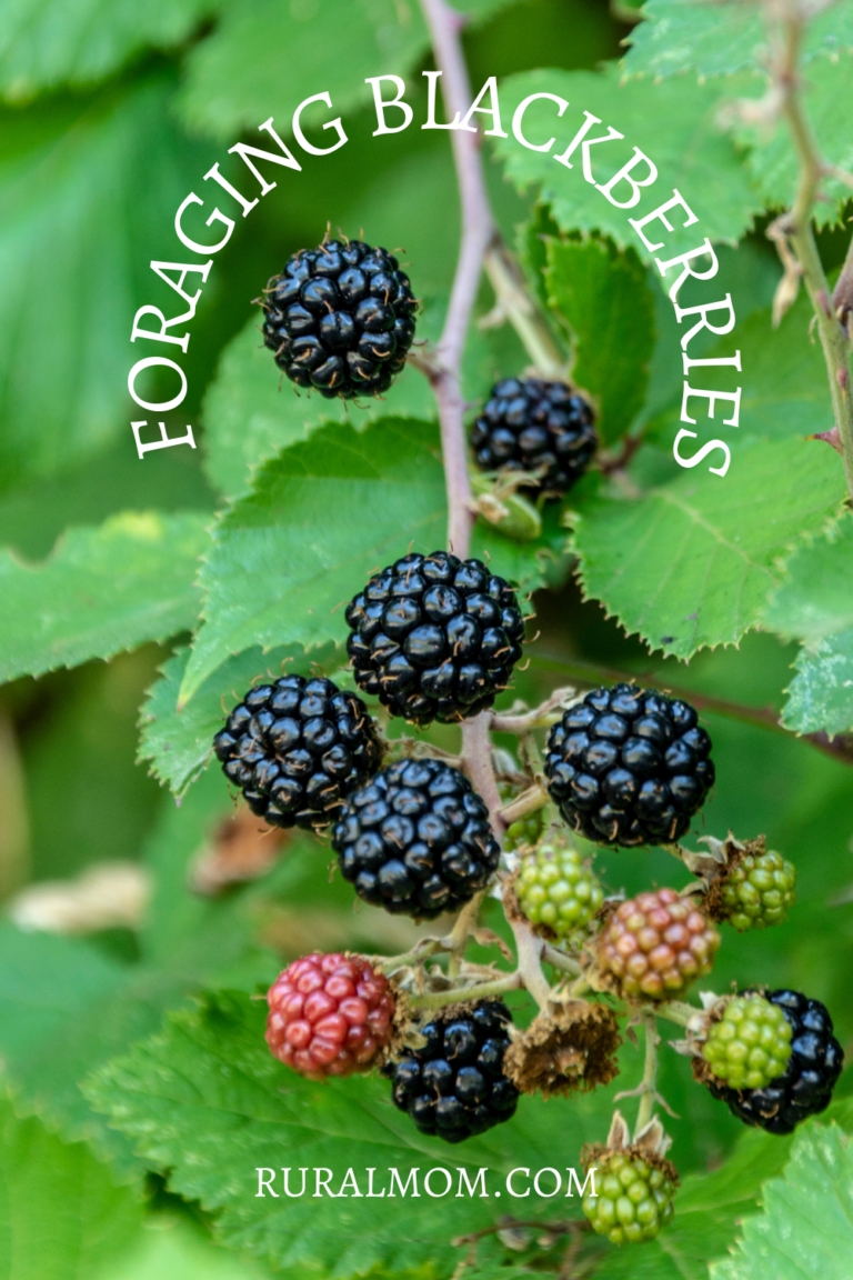 Tips and Tricks for Foraging Summer Blackberries Rural Mom