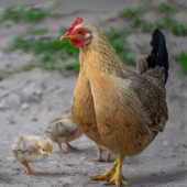 How Many Chickens Do You Need for Fresh Eggs? Rural Mom