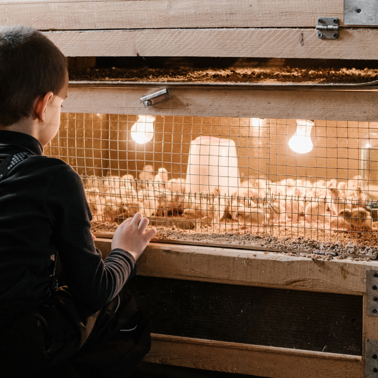 Everything You Need to Know About Chicken Brooders Rural Mom