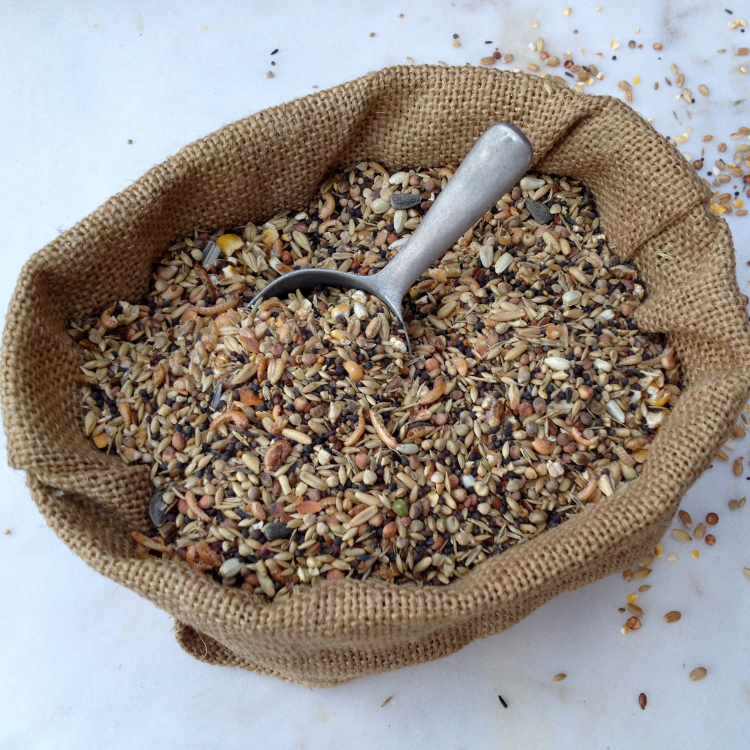 Want to make your own chicken feed? Here's what you need to know. Rural Mom