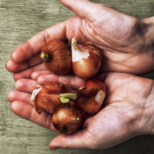 Planting Flower Bulbs in Spring: What You Need to Know Rural Mom