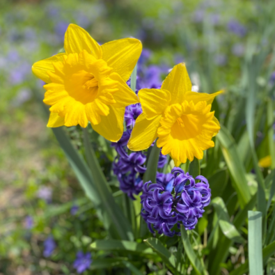 Planting Flower Bulbs in Spring: What You Need to Know Rural Mom