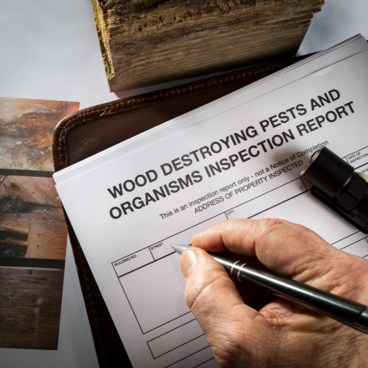 The Importance of Regular Pest Inspections for Your Home Rural Mom