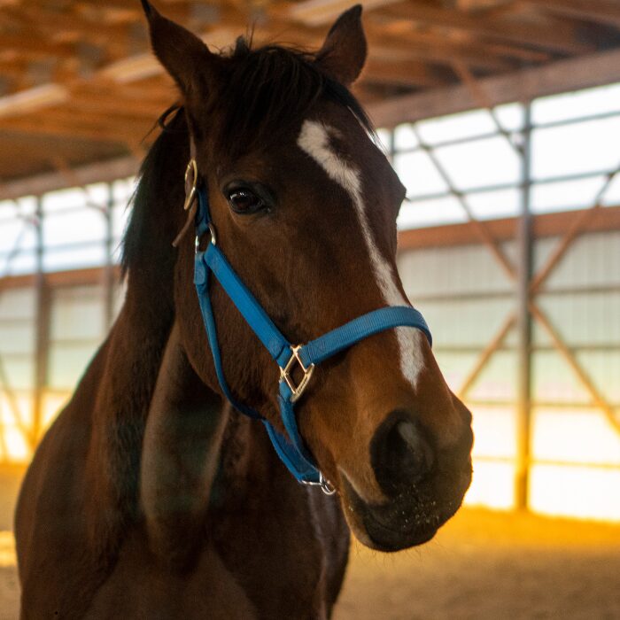 Affordable Low Profile Horse Barns: Budget-Friendly Options for Horse ...