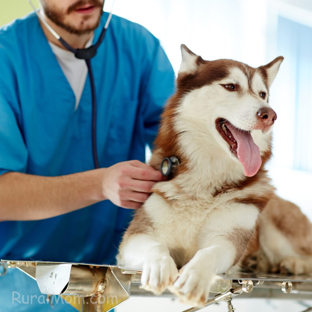 What to Ask a New Vet at Your First Appointment Rural Mom